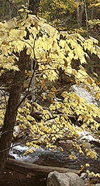 Community Sampling Exercise - Striped maple